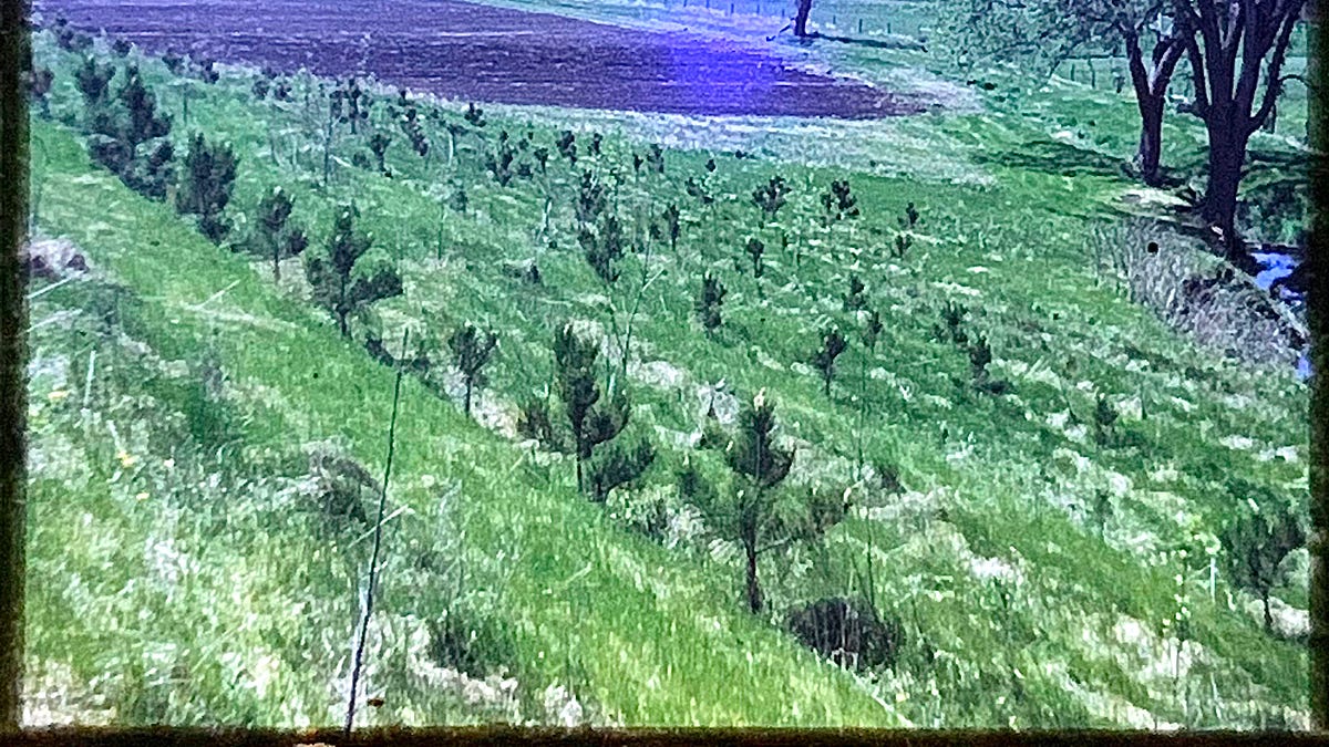 The Man Who Planted Trees - by Newell