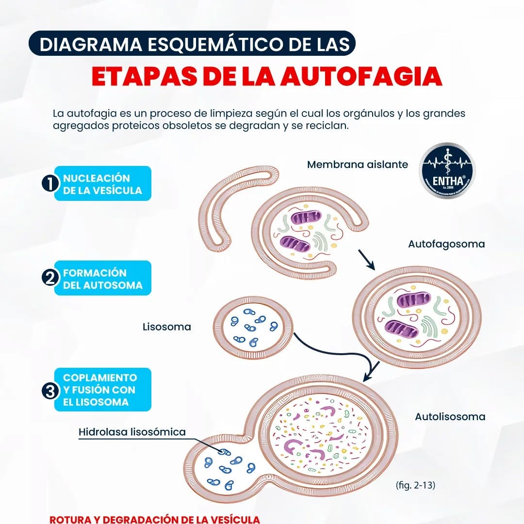 El ayuno y la ciencia de la autofagia - by Eduardo Chávez