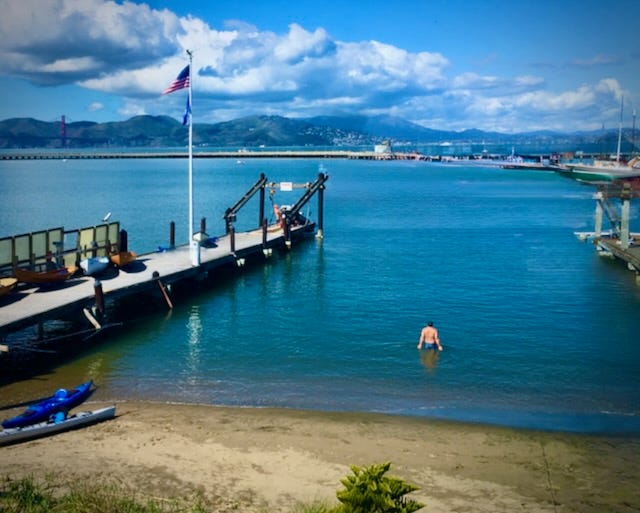 Sharks in San Francisco Bay: Myths, Facts & Safety for Swimmers