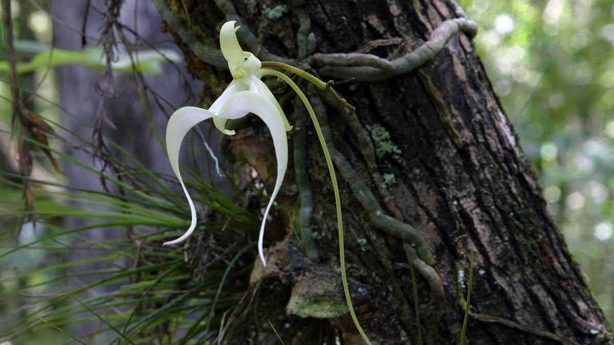 The Ghosts of the Swamp: Why the Rare Ghost Orchid Haunts the Everglades