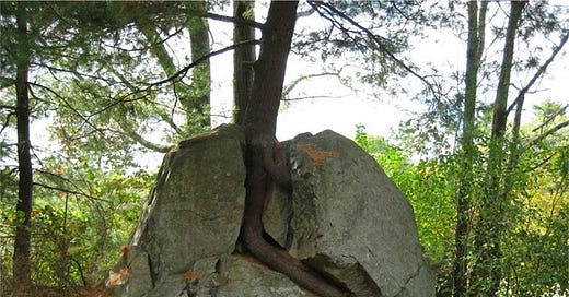 Alex Krainer | Substack