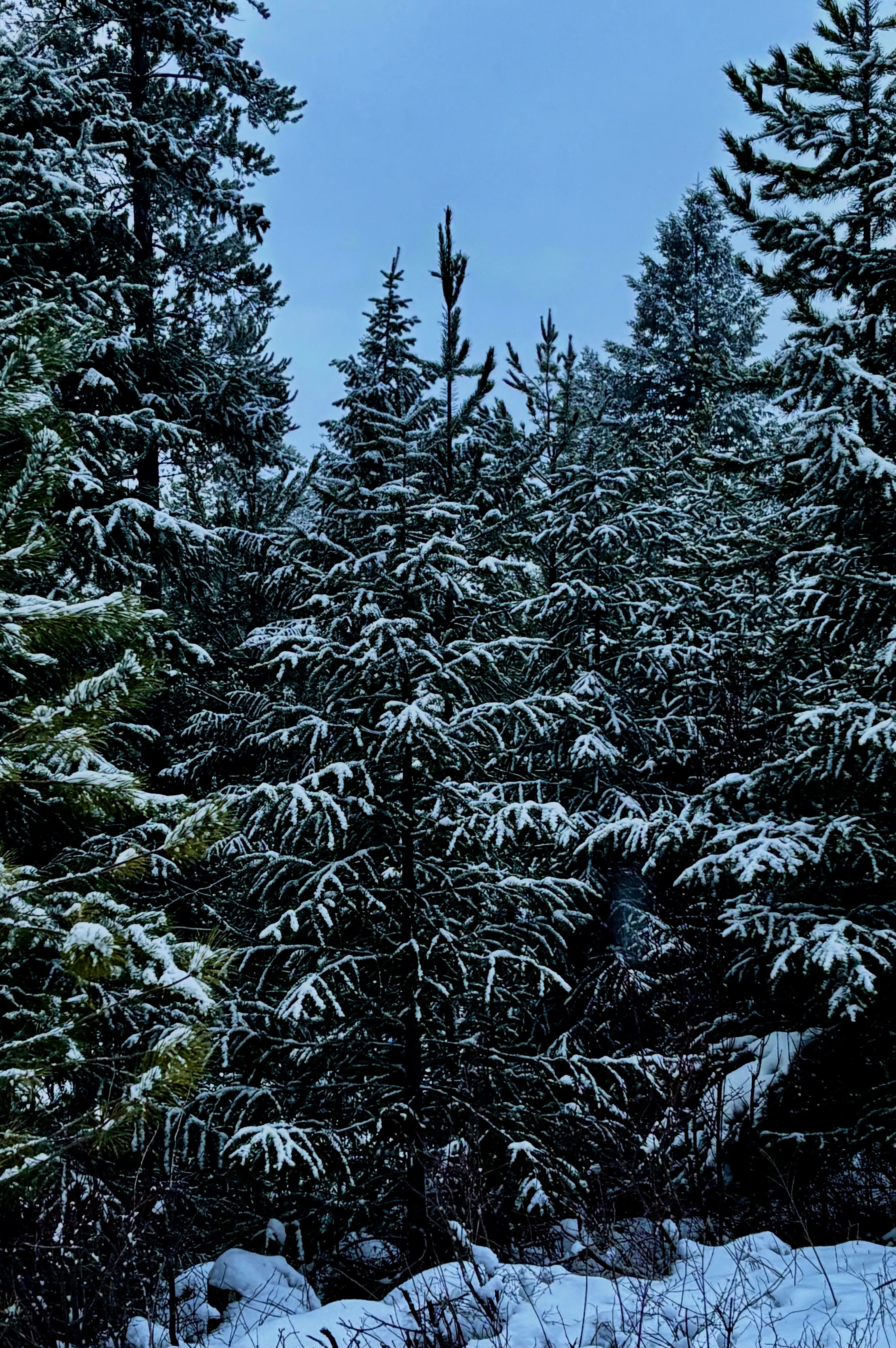 The Sound of Snow Falling - by Gene Maynard