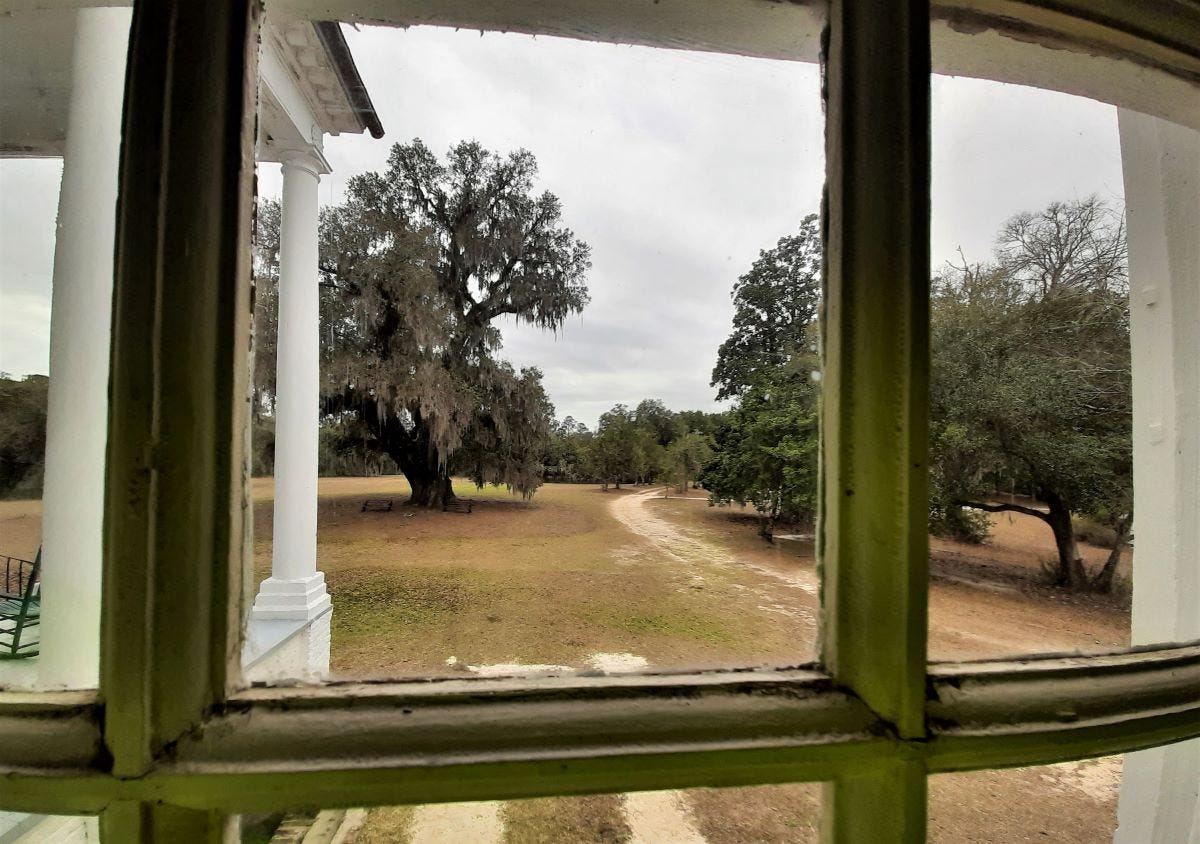 This Legendary Tree Saved by George Washington Still Stands