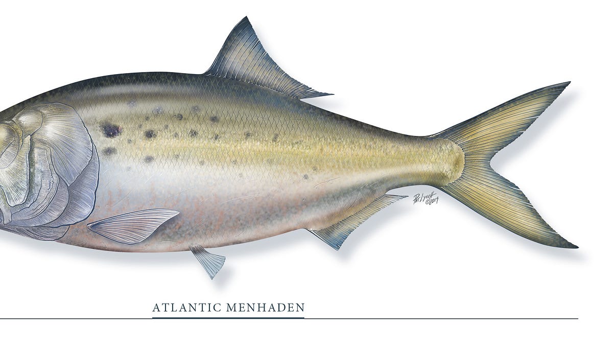 The Atlantic Menhaden: Why Marine Scientists Call It “The Most ...