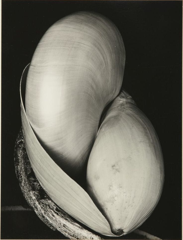Were shells the artist's earliest muse? - by Elsie Morales