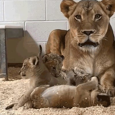 Araali and Her Rambunctious Quadruplets