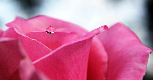 Marsha’s Substack | Substack