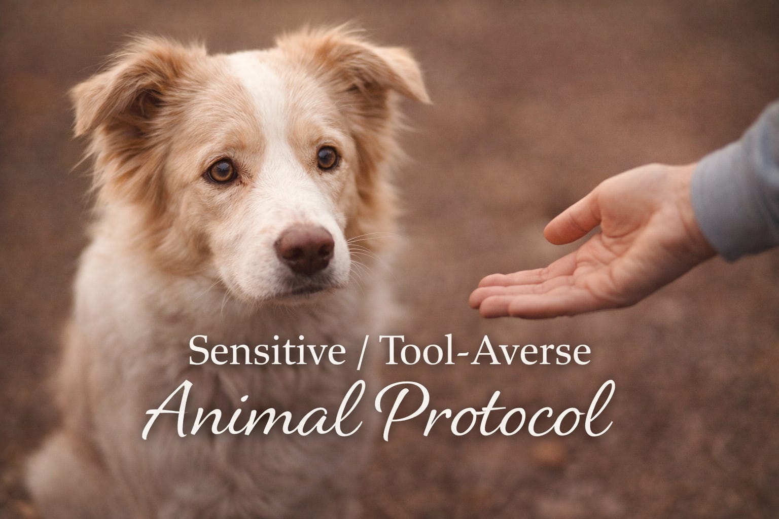 When Animals Fear Touch: Supporting Sensitive & Tool‑Averse Animals ...
