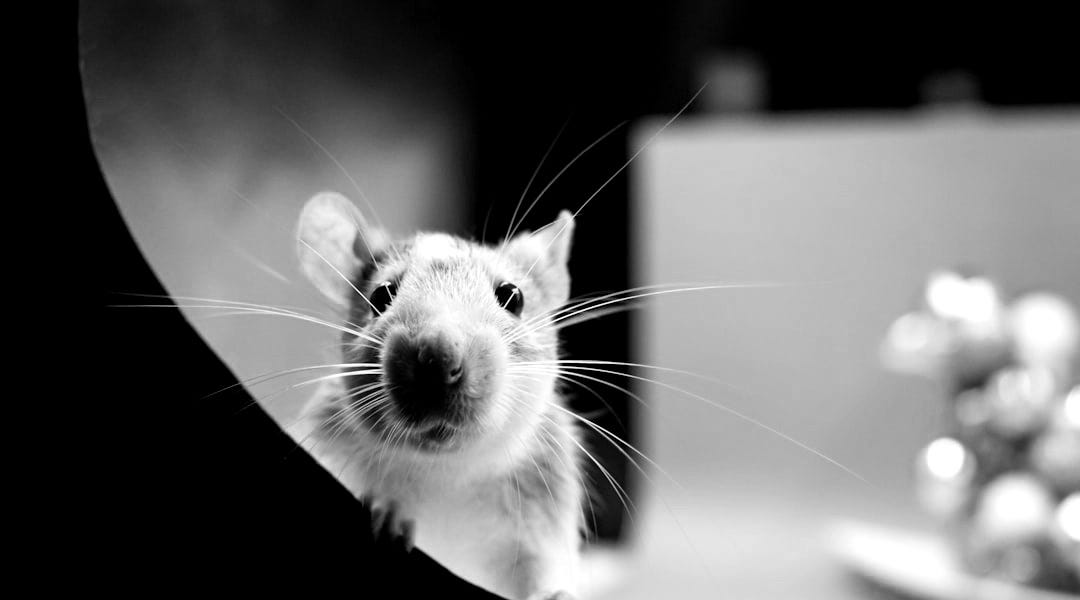 The Year of the Rats | Rat Bag Lit - Rat Bag Lit