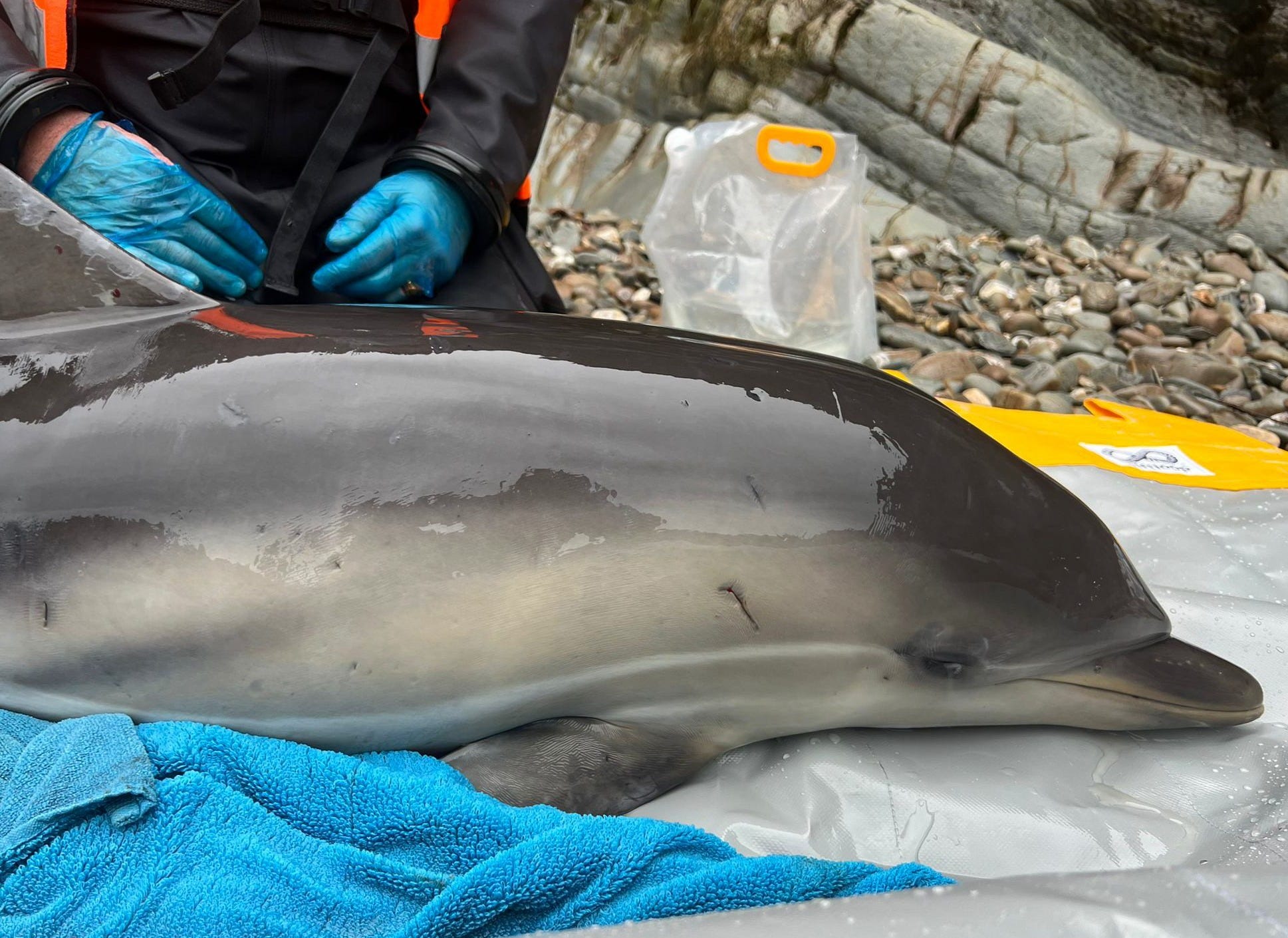 Ten dolphins found stranded with the space of a few days across British ...