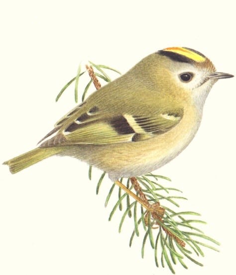 The Year of 100 Birds – Week 20 - by Lev Parikian