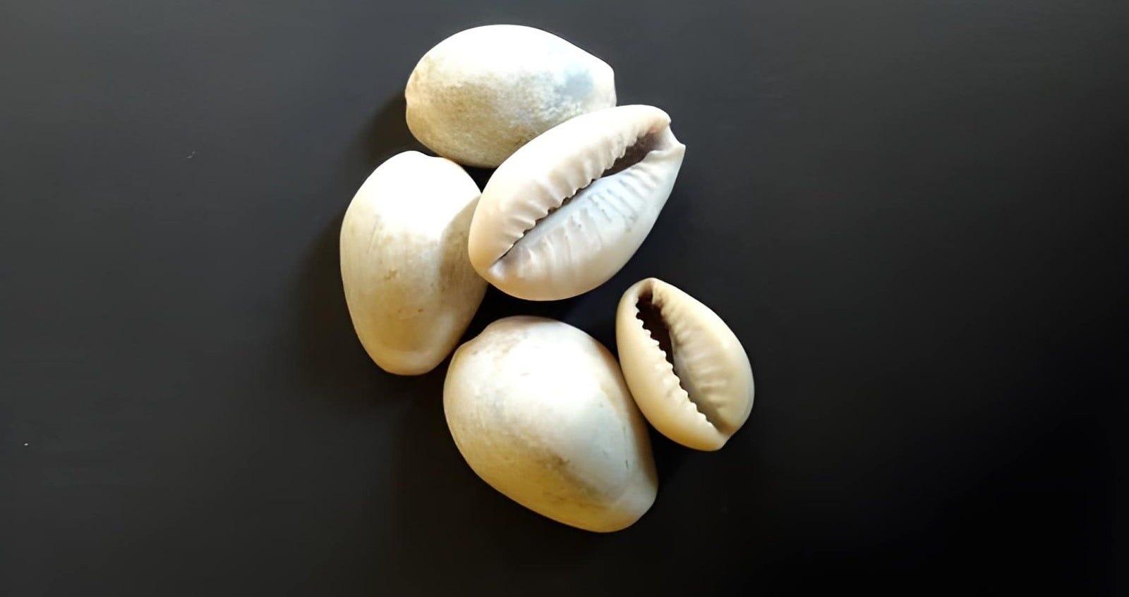 When Money Was a Shell: The Day Colonialism Crashed a Currency