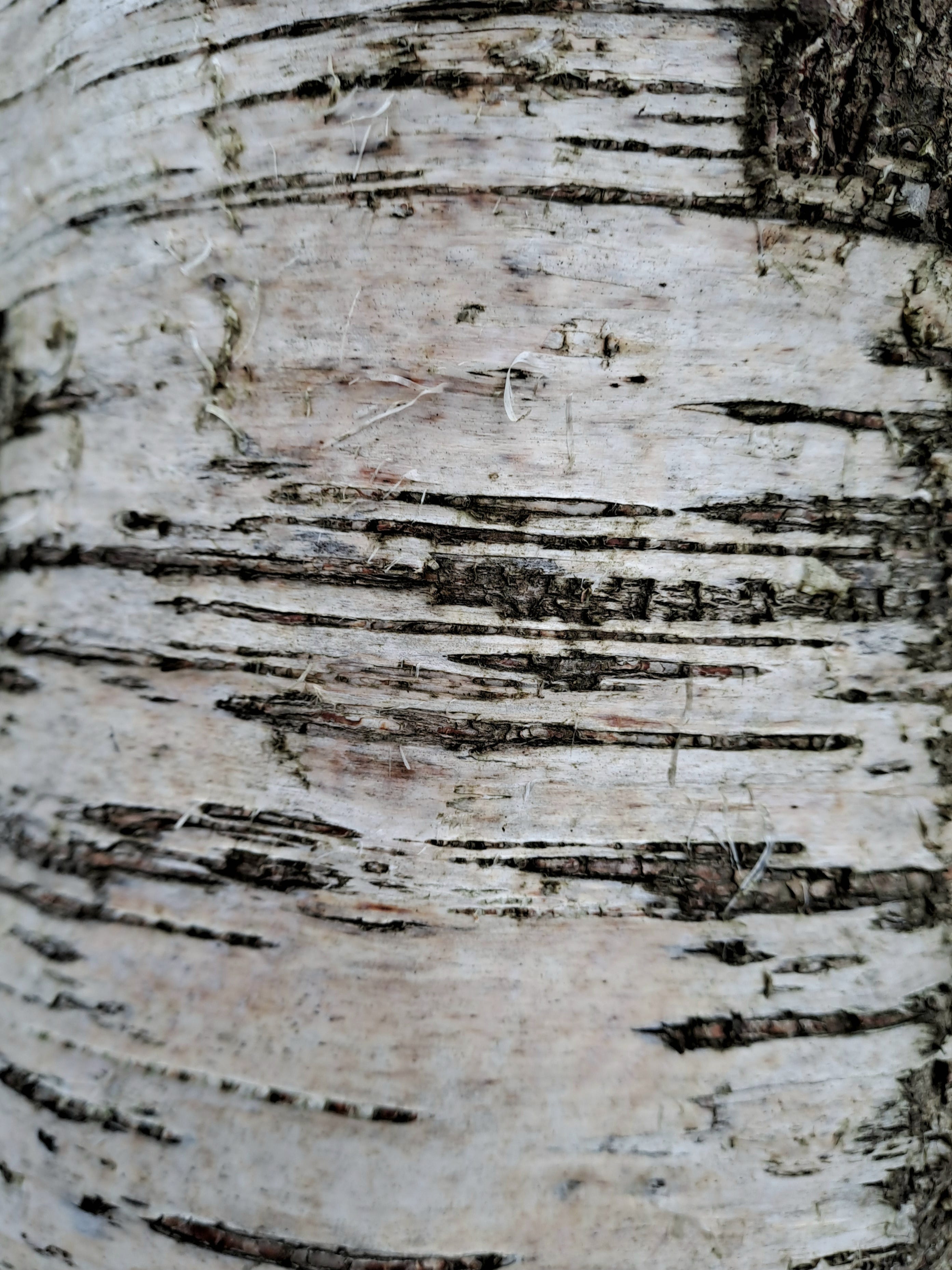 The 100 Pages Project - by Cat