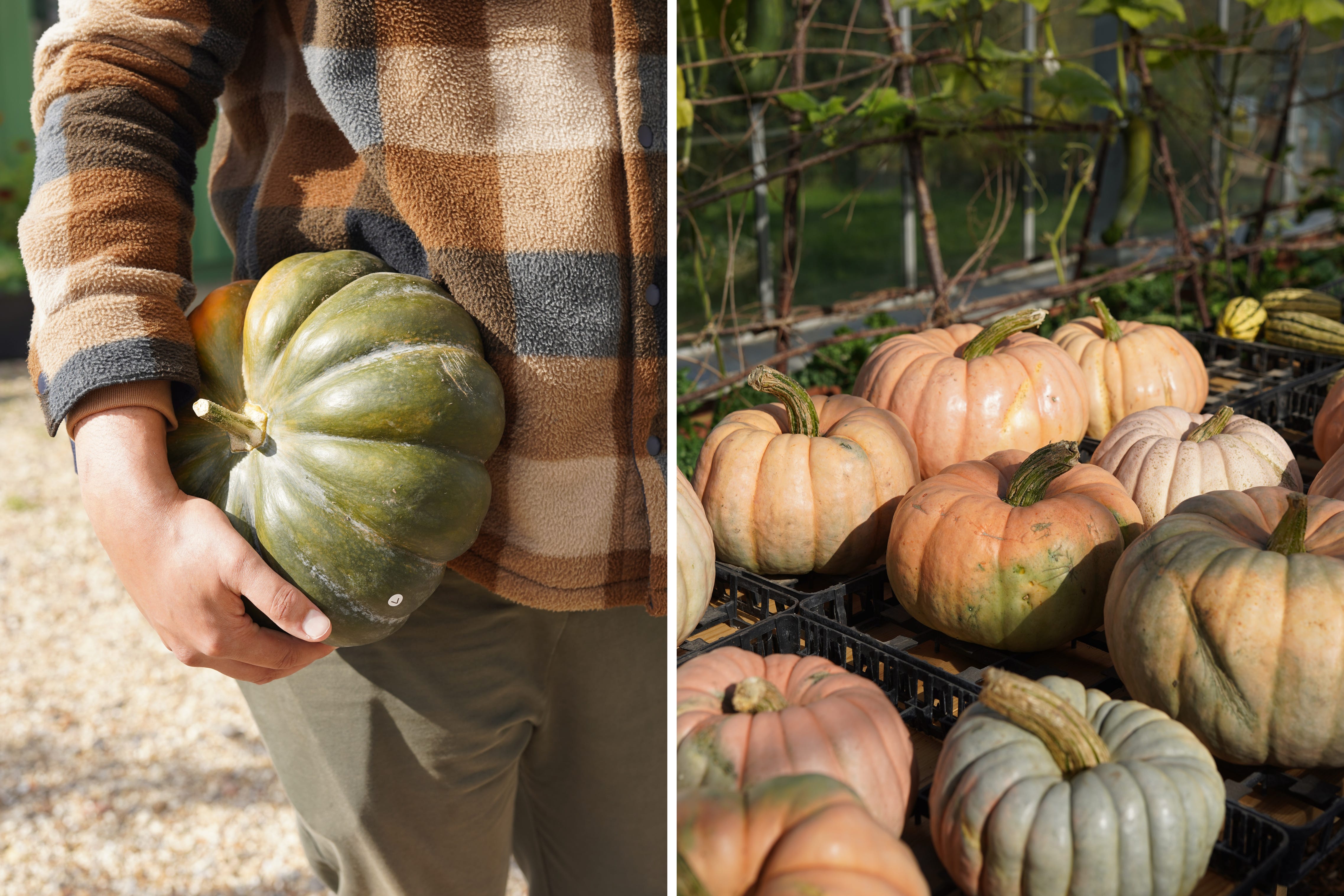 Homemade pumpkin spice latte - by Sarah Stanback-Young