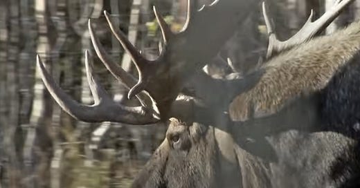 Daniel Greenfield | Substack