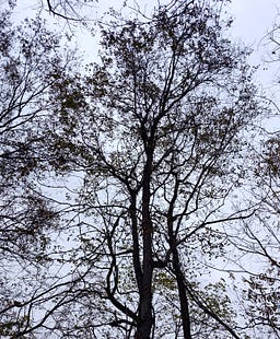 John Flannery | Substack