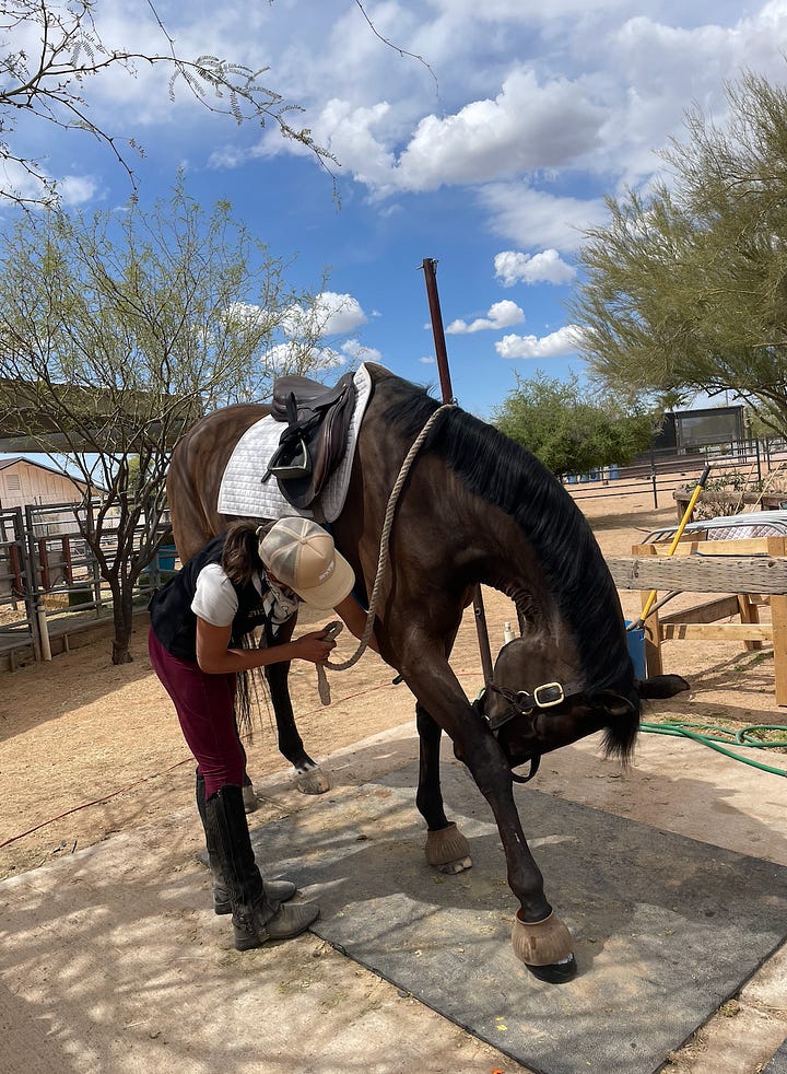 English vs. Western Riding: What’s the Difference?