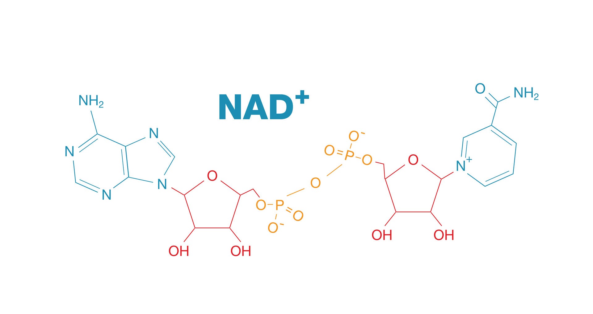 The Difference Between NAD, NADH, NADP, NADPH, FAD, and FADH2