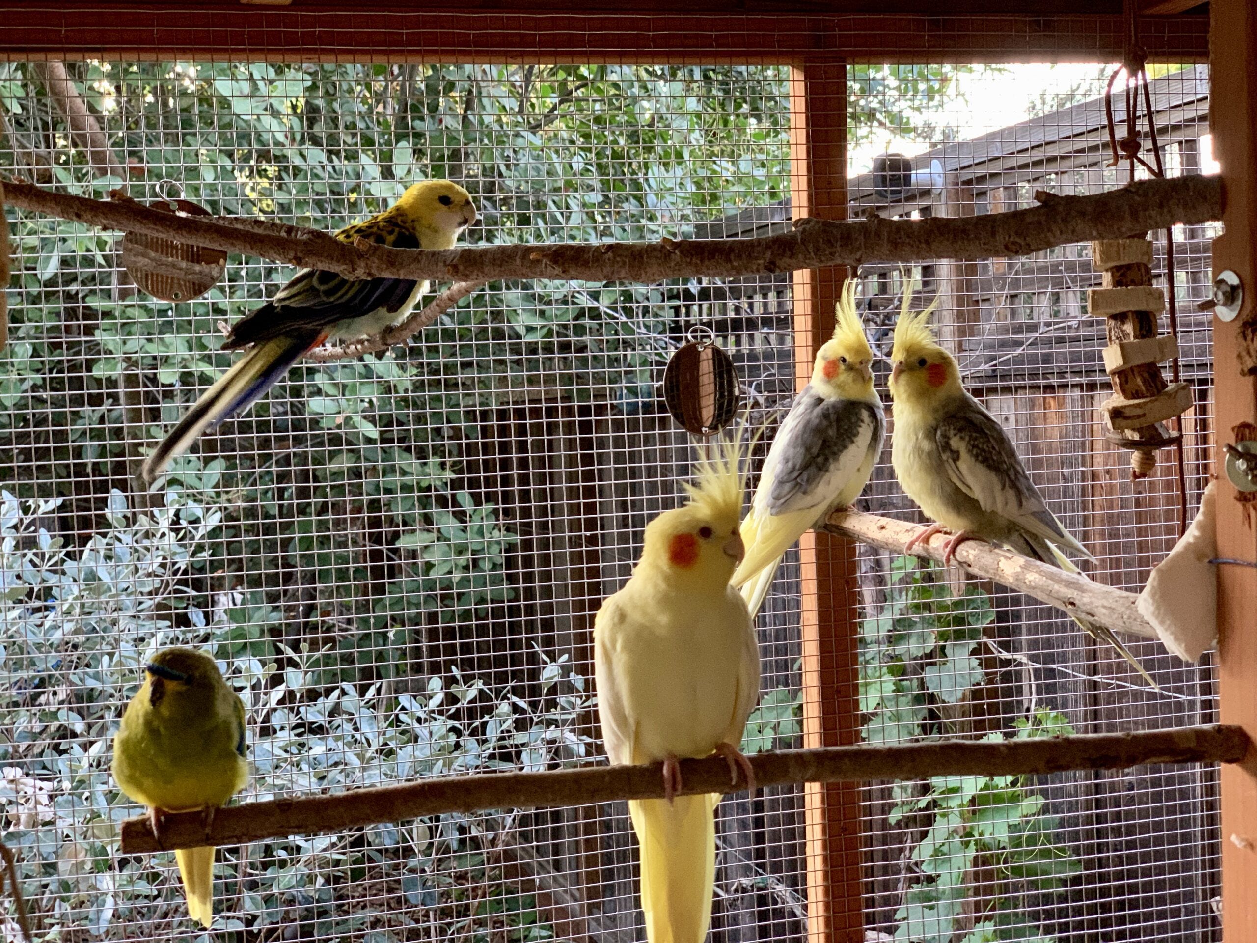 How I made “perch trees” for our aviaries