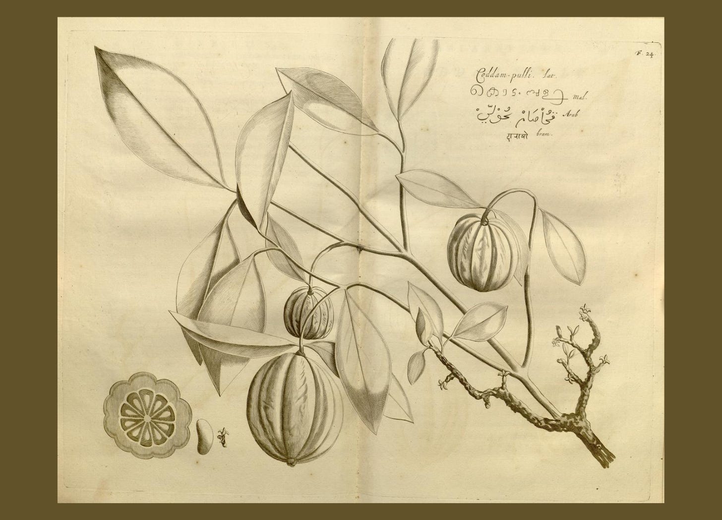 Malabar Tamarind, Kodampuli or Goraka Science Corner