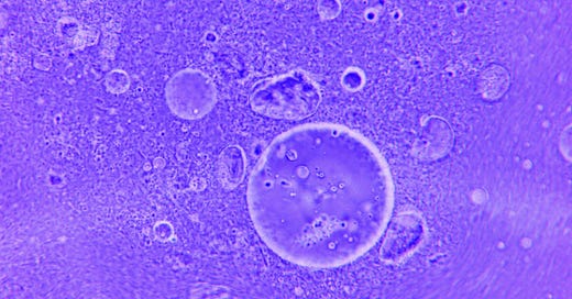 The Solari Report’s Substack | Substack