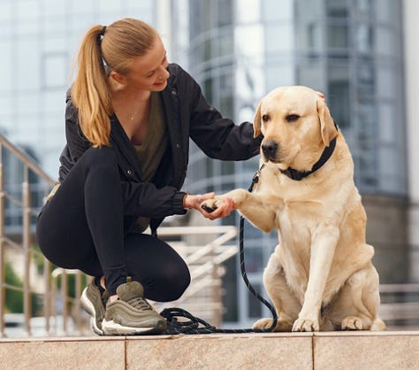 pack structure in dogs