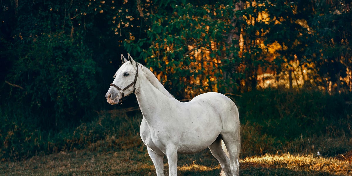 Dreams About Horses - Meaning of Horse In Dreams