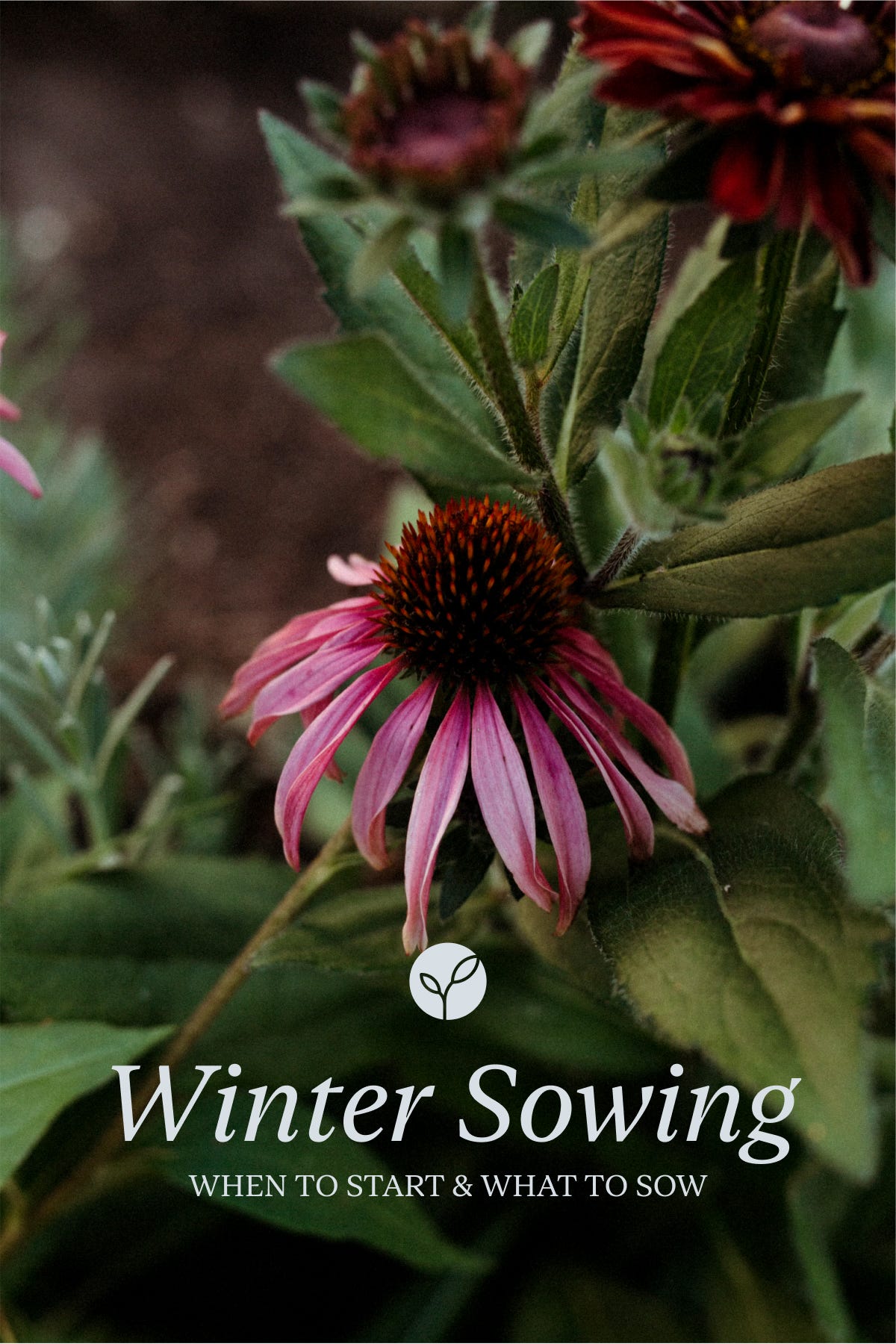 When to Start Winter Sowing - by Mily Leake - Bread & Cloth