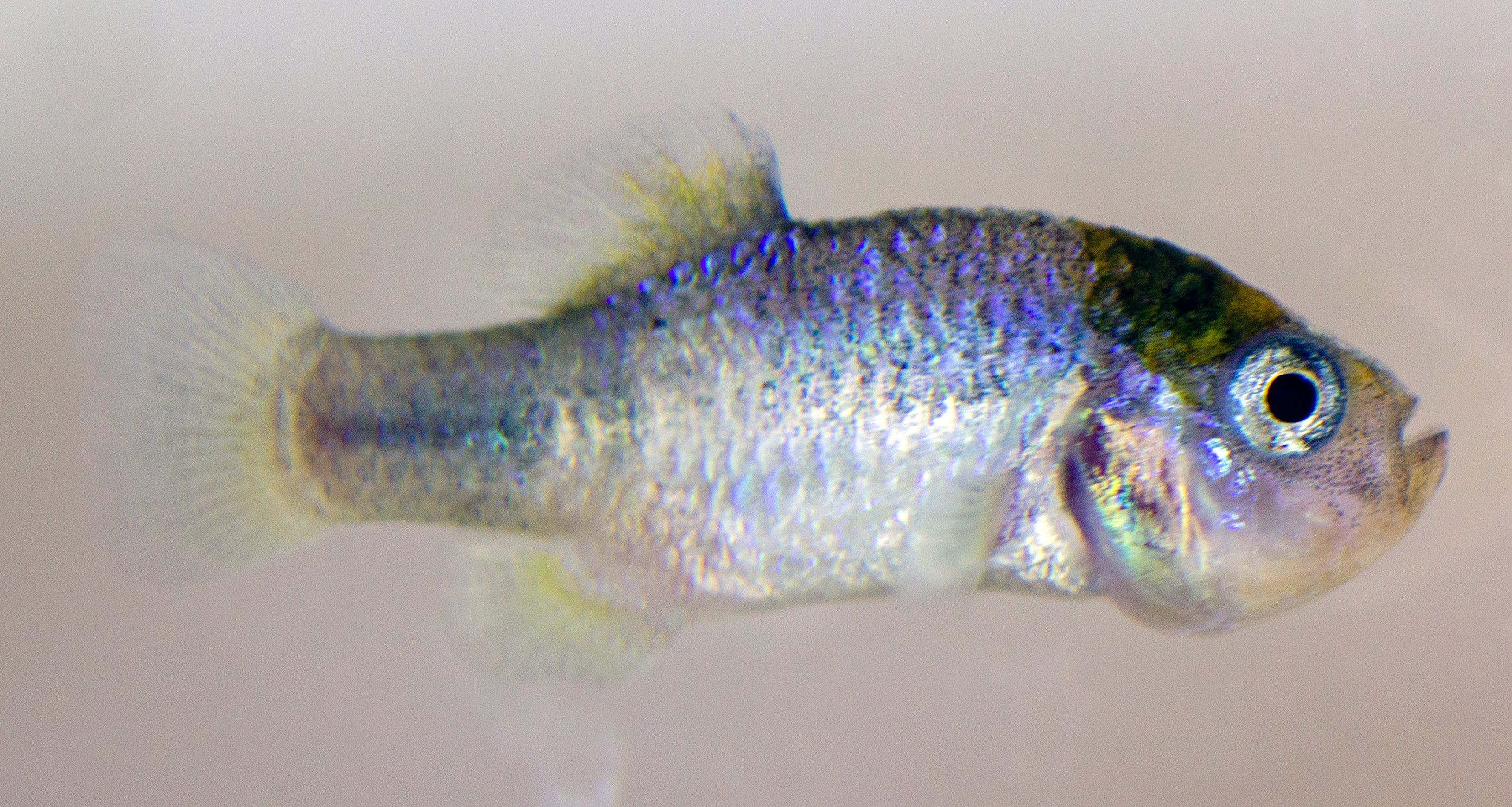 Five cool fishes that went extinct - by Andrew L. Rypel