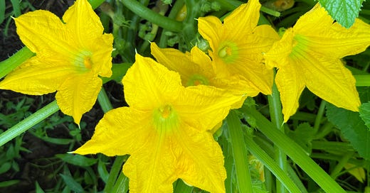 Malone News | Robert W Malone MD, MS | Substack