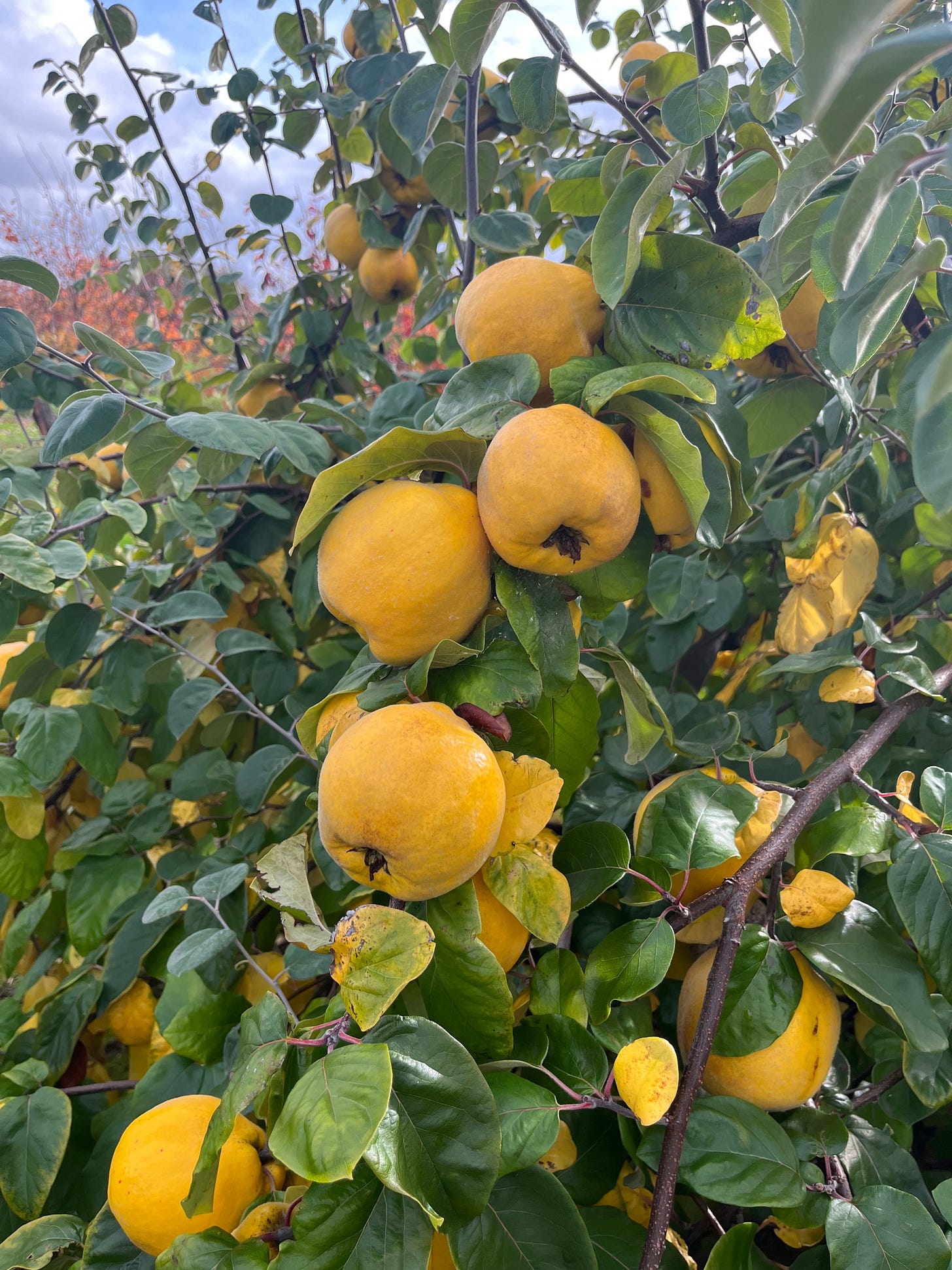 Kitchen Project #119: Everything Quince - by Nicola Lamb
