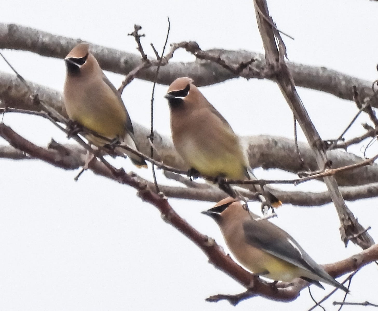 Cedar Waxwings - by Leslie Pulford