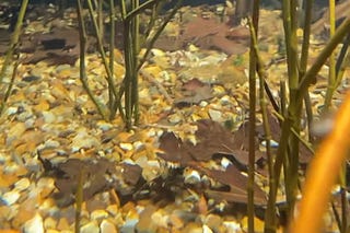 Organic Pools by David Pagan Butler | Substack