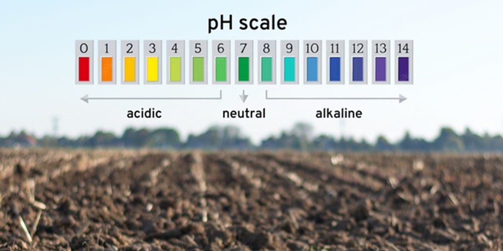 Soil Science 101: What Makes Soil Healthy and How to Improve Yours