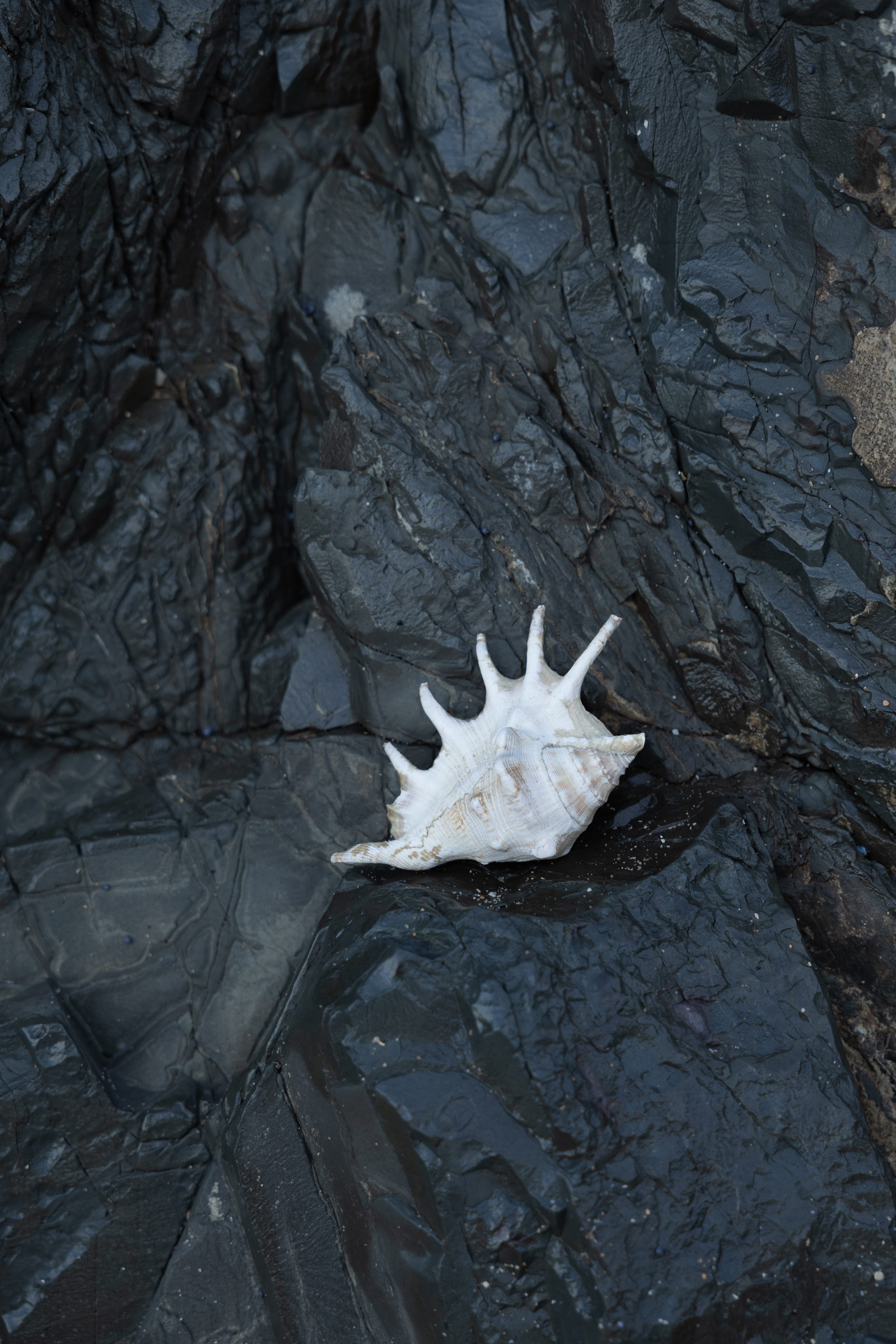 Full Moon in Cancer - by Amy Lea - My Constellation