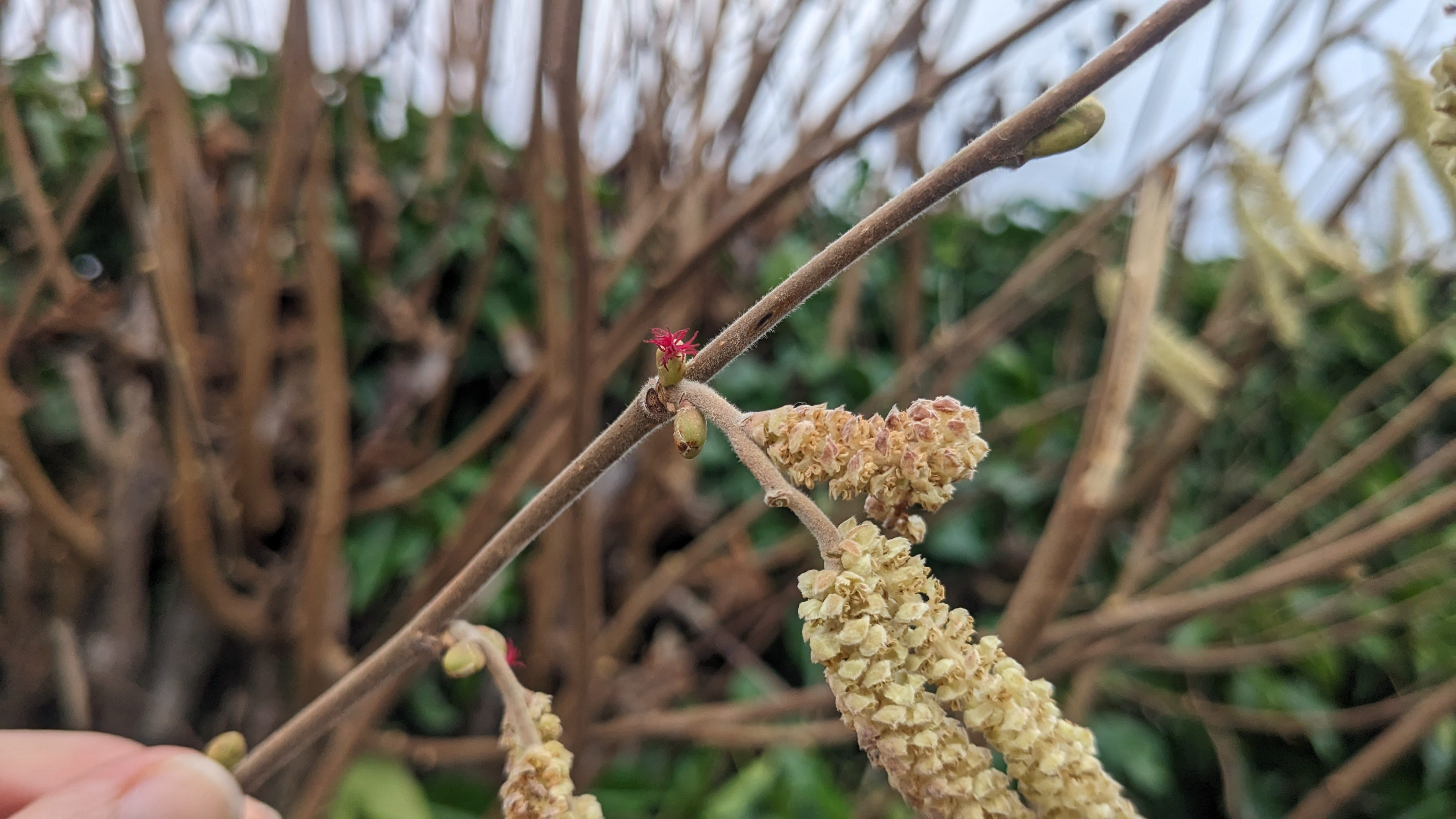 Catkins: Look a little bit closer - by Zabby