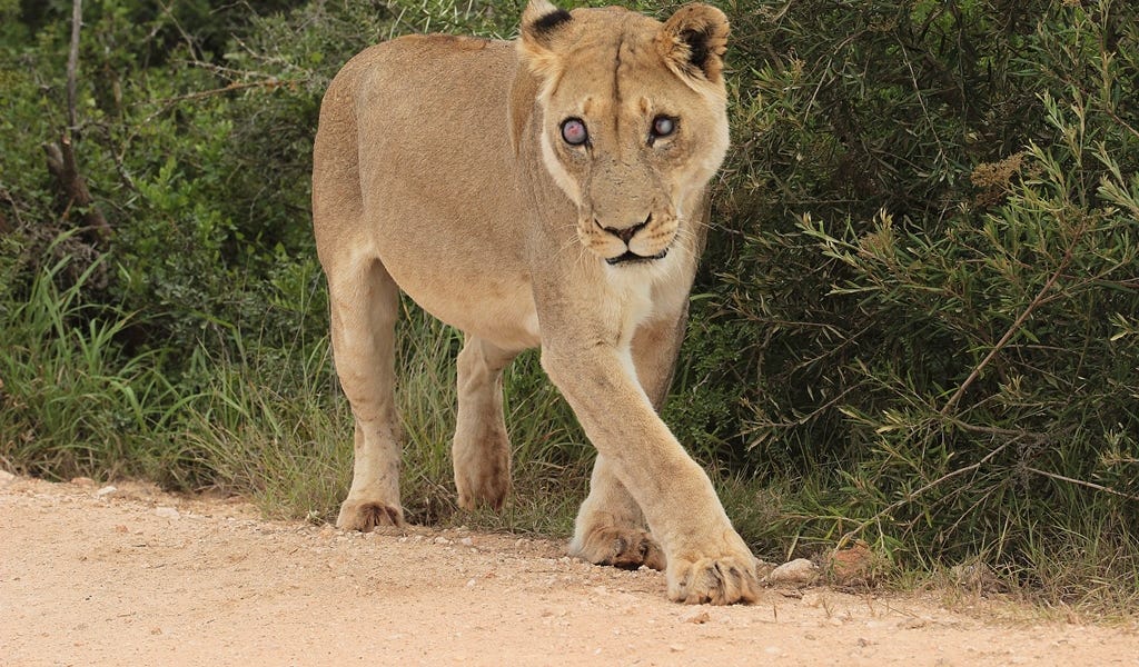 The Inspiring Story of Josie: The Blind Lioness Who Defied the Odds in ...