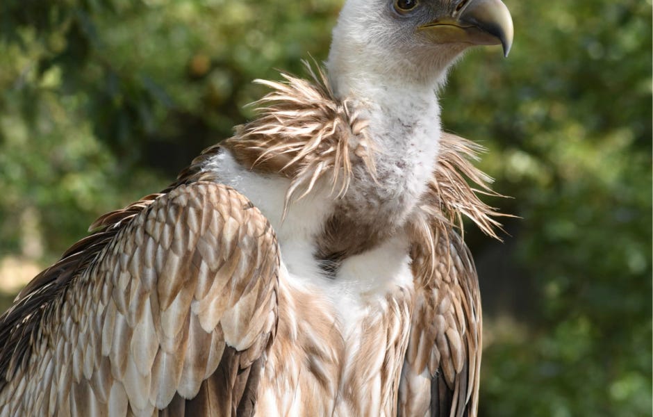 Vultures: Europe’s Most Misunderstood Environmental Heroes
