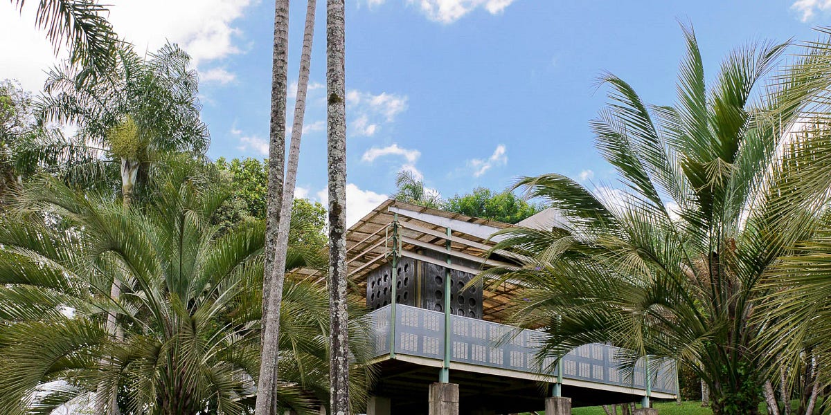 anthropomorphic palm tree