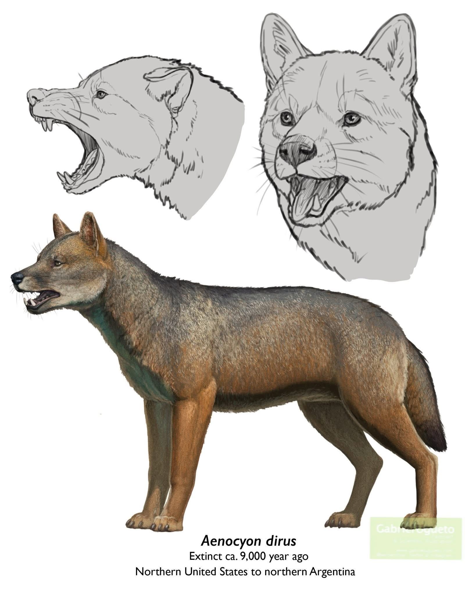 So about that extinct dire wolf... - by Kerry Nichols