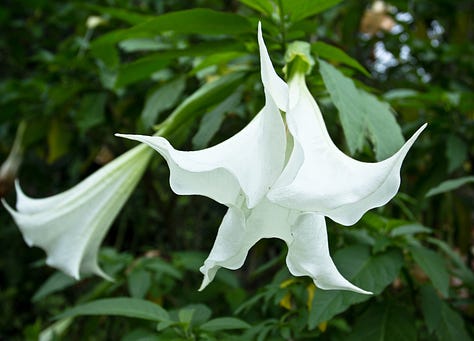 Nature's Unforgiving Bloom: A Dive into Datura