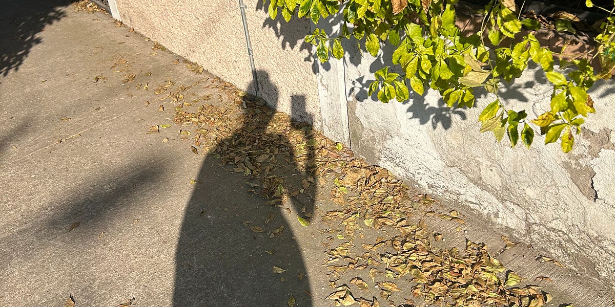 Un pasaporte verde - by Sarah Fuchs - Librito’s Newsletter