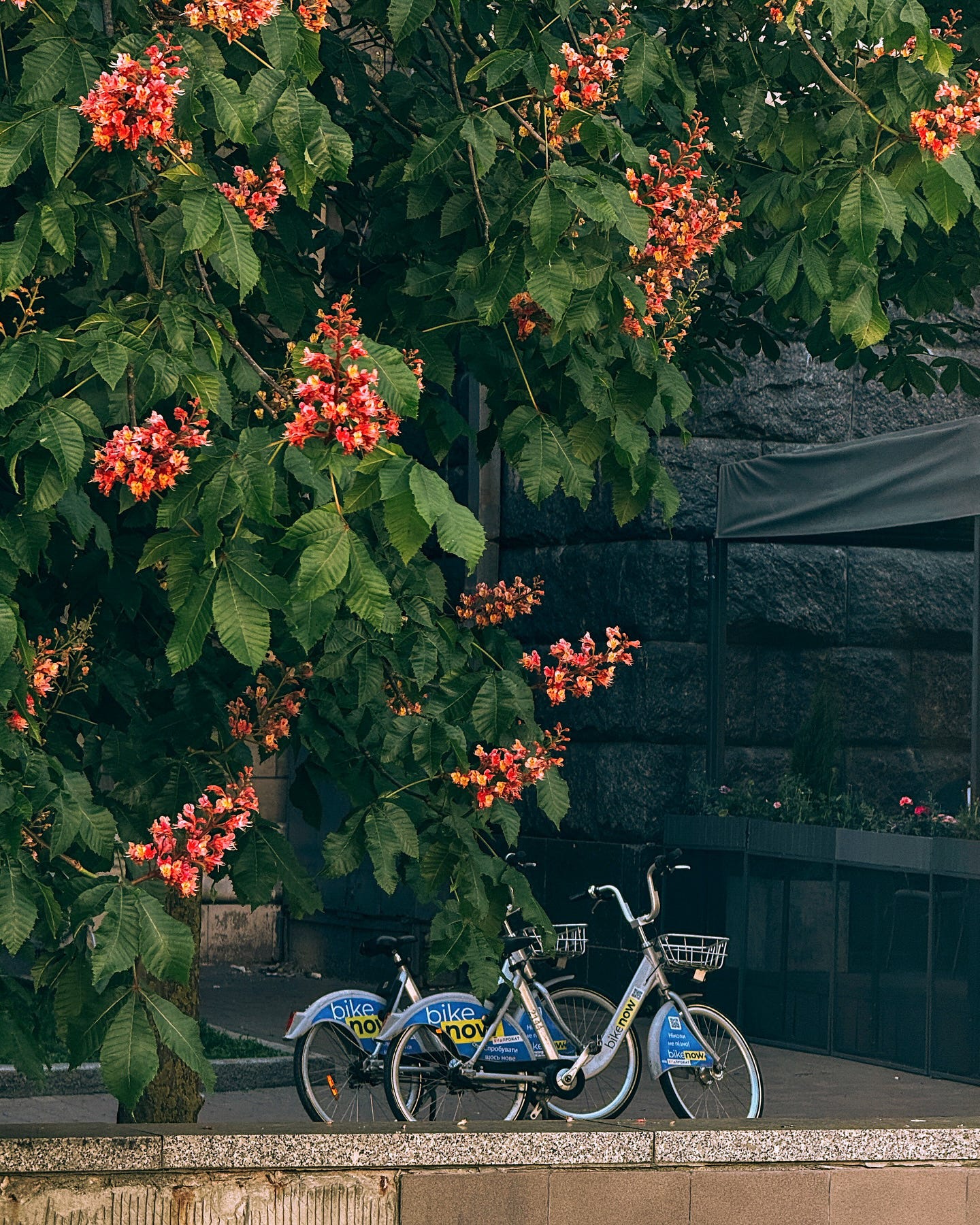 How chestnut trees became a symbol of Kyiv