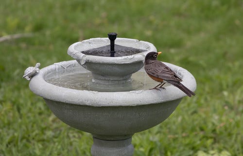 What are Bird Baths: Ultimate Guide to Benefits & Designs - Birds