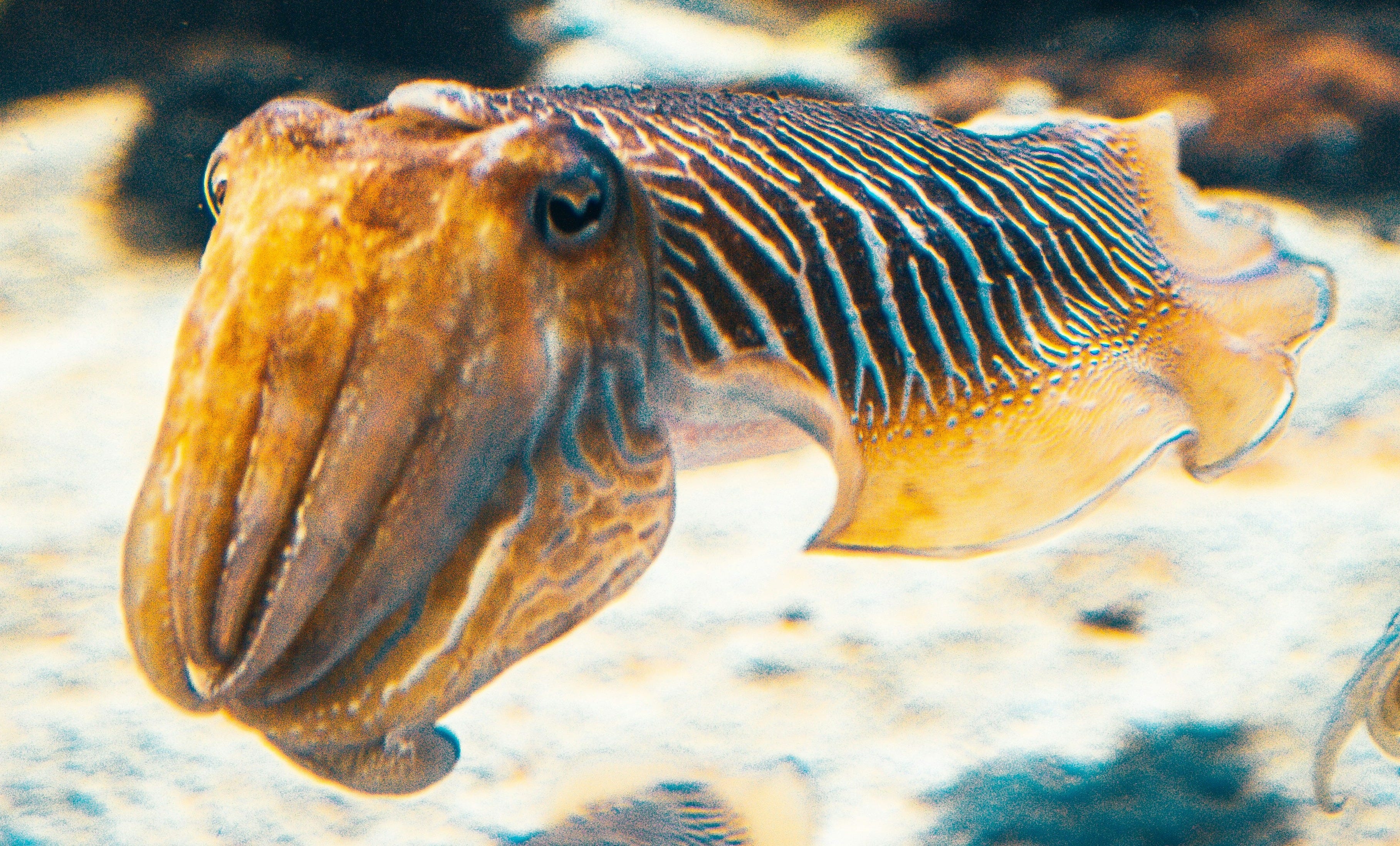 The cuttlefish and the gaping hole in the AI soul