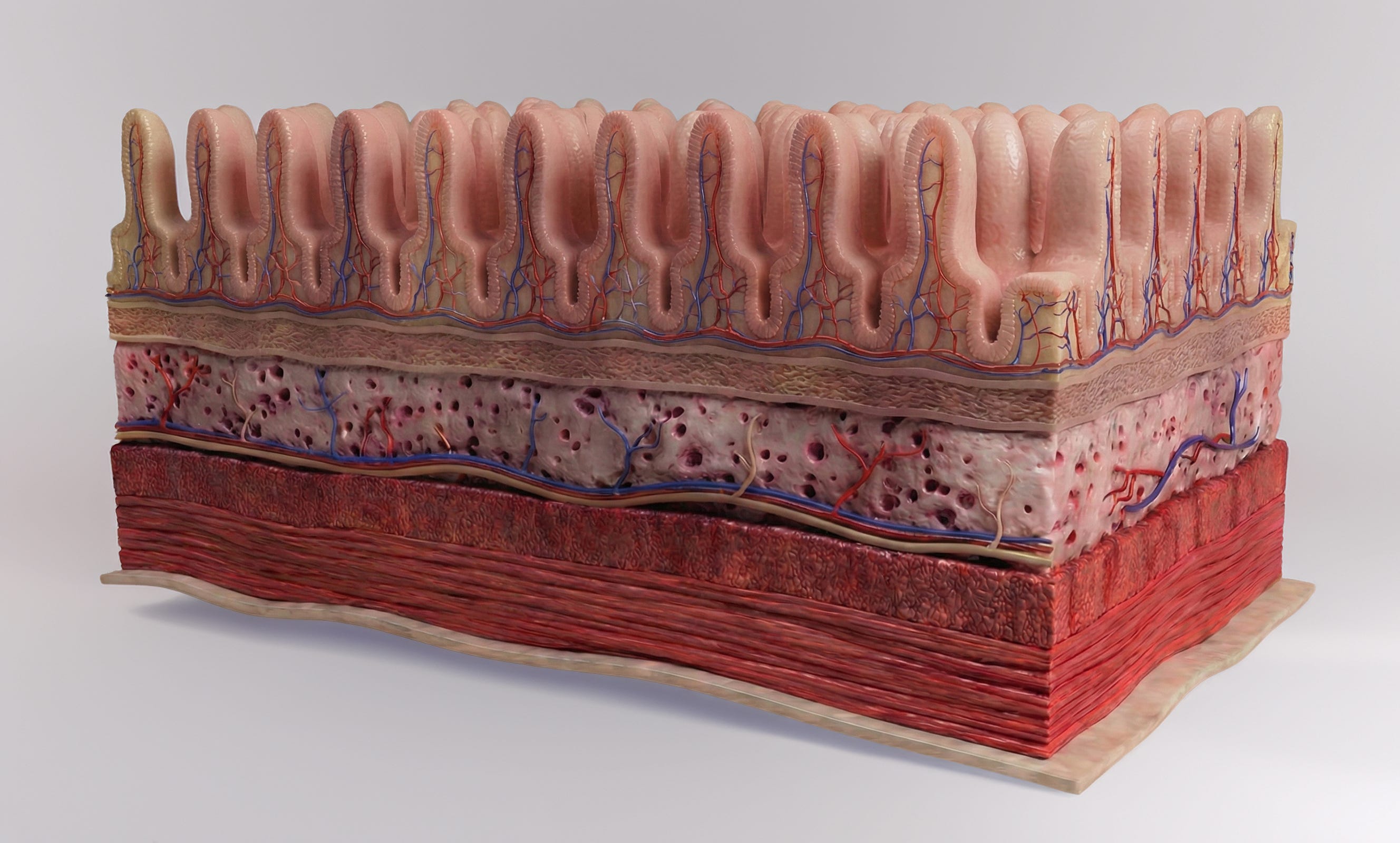 Computational Modeling Of Palisade Bio's PALI-2108 Tissue Penetration ...