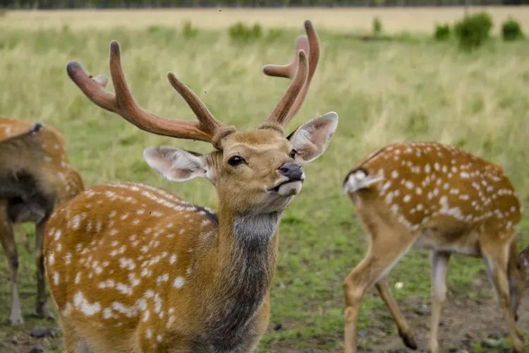 How Does Deer Symbolism Reflect Emotional Awareness?