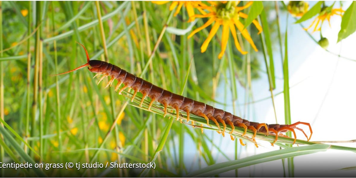 Comments - My Mysterious Case of Cellulitis - by John Leake