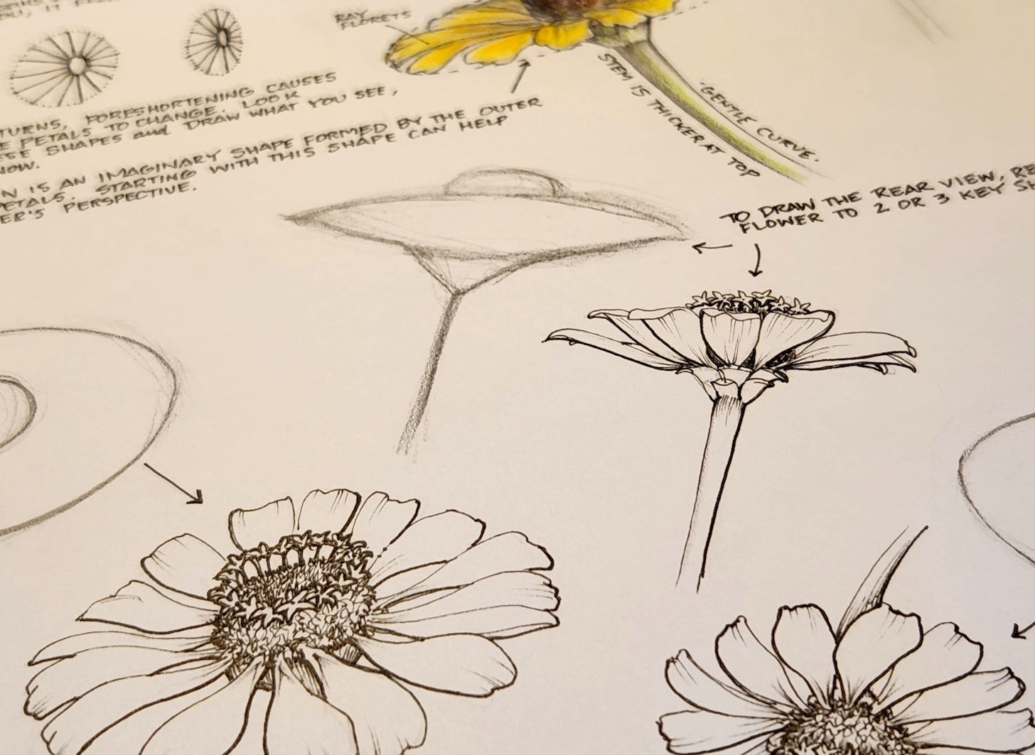 A matter of (flower) perspective - by Val Webb