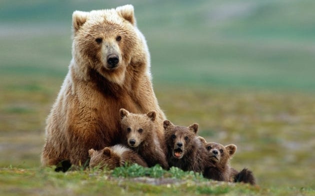 ''We Eat Bears'' - by Soukaïna - Soukaina’s Substack